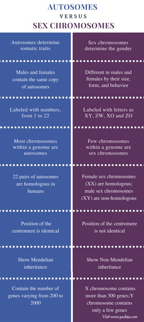 Difference Between Autosomes And Sex Chromosomes Definition Function