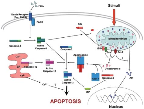 Schematic Diagram Of Apoptotic Signaling Apoptosis Can Be Initiated By