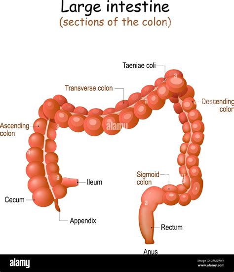 Large Intestine Anatomy Structure Of Humans Colon Vector