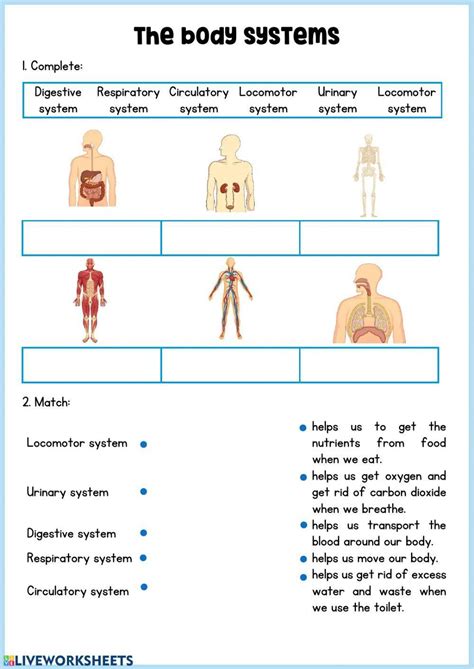 Body Systems 149135 Elisa García Live Worksheets