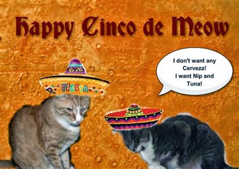 Tcc Timmy And Miss Fitz Say Happy Cinco De Meow