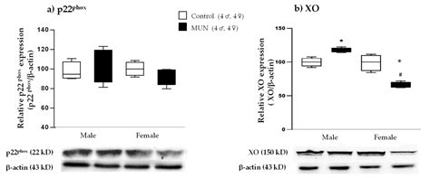 ijms free full text sex differences in placental protein expression