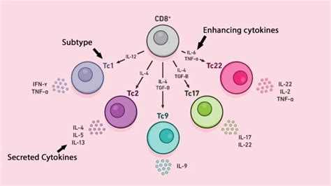 Whats Cd8 T Cells And Related Functions Medical News