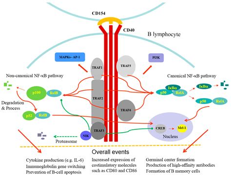 Frontiers Cd40l And Its Receptors In Atherothrombosis—an 45 Off