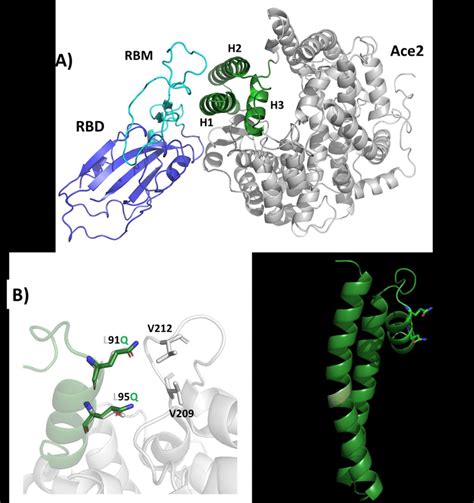 Design Of S Plug Based On Spike Rbd Ace2 Complex Structure A Cartoon