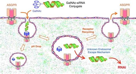 Galnac Sirna Conjugates Boc Sciences