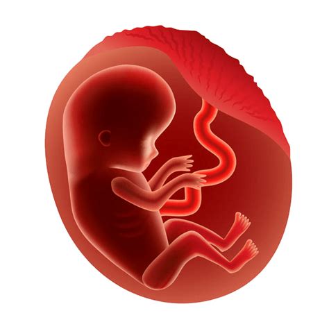 Stages Of Fetal Development American Spcc Fetal Development By Week