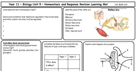 Aqa New Spec Gcse Unit 5 Homeostasis And Response Revision Mats