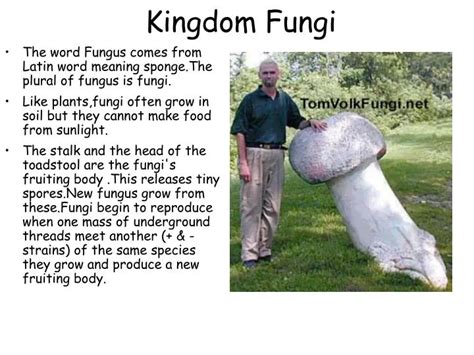 Ppt Kingdom Fungi Powerpoint Presentation Free Download Id 546994
