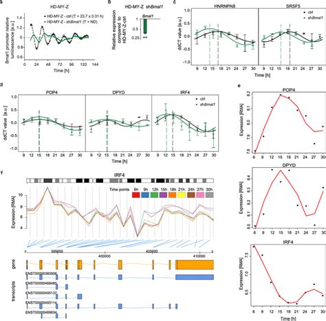 The Knockdown Of The Core Clock Gene Bmal1 Affects The Expression Of Sf