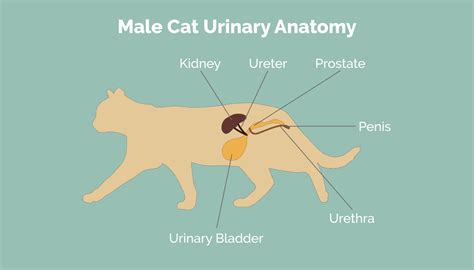 Male Cat Reproductive System