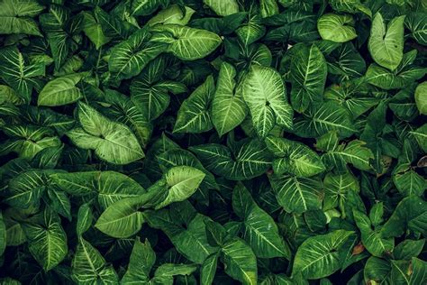 Фотообої Фон з зеленого листя купити на стіну • Еко Шпалери