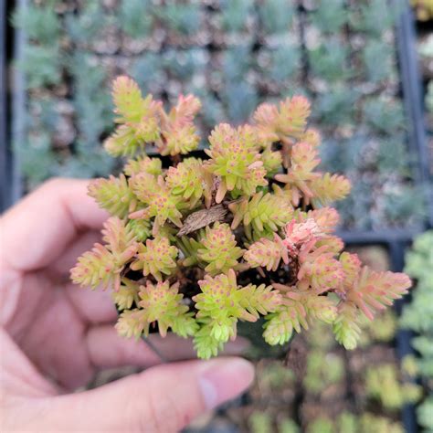 Sedum Sexangulare Tasteless Stonecrop Succulents Depot