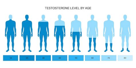 Premium Vector Testosterone Level Color Chart Sex Hormone Production