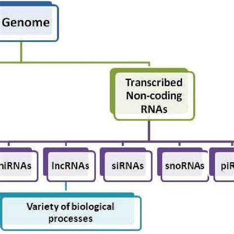 Pdf Multifactorial Role Of Long Non Coding Rnas Lncrnas In