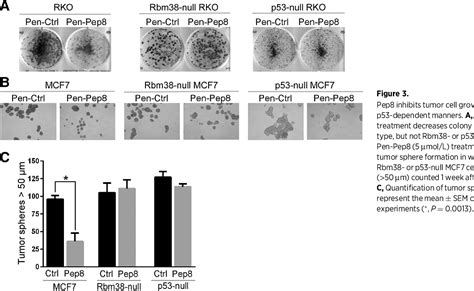 Figure 1 From Disruption Of The Rbm38 Eif4e Complex With A Synthetic