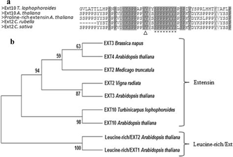 multiple sequence alignment and phylogeny of the tlext10 partial