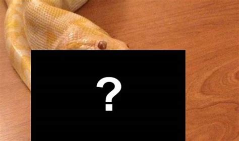 same sex couples hungry python eat python