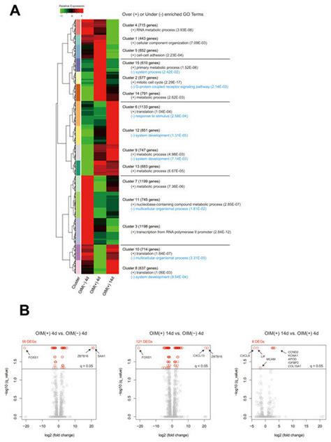 Gene Expression Patterns Gene Ontology Go Term Enrichment And