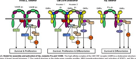 [pdf] Alternative Modes Of Gm Csf Receptor Activation Revealed Using