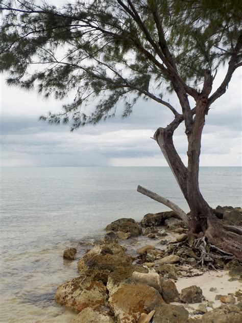 Free Images Beach Landscape Sea Coast Tree Nature Sand Rock