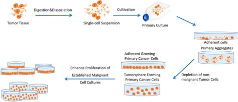 Tumor Cell Isolation And Culture Services Creative Bioarray