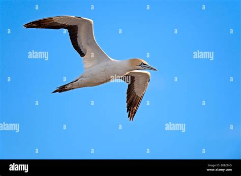 Cape Gannet Morus Capensis Bird Island Lamberts Bay Western Cape