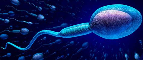 Como Mejorar La Calidad Del Esperma Dr David Blasi