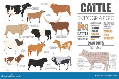 Cattle Breeding Infographic Template Flat Design Stock Vector