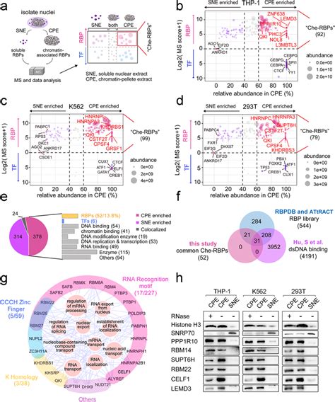 Proteomic Screening For Che Rbps In Three Cell Lines A Schematic