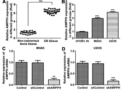 Figure 1 From Inhibition Of Long Non Coding Rna Awpph Decreases