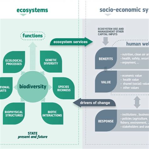 Conceptual Framework For Mapping And Assessment Of Ecosystems And Their