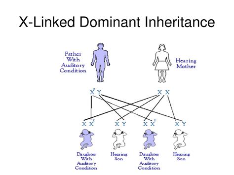 Ppt Inheritance Patterns Powerpoint Presentation Free Download Id