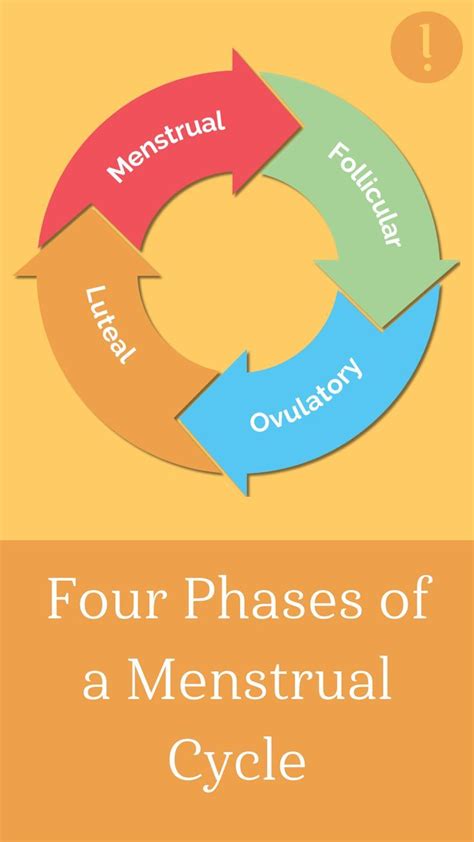 Understanding The Four Phases Of Your Menstrual Cycle