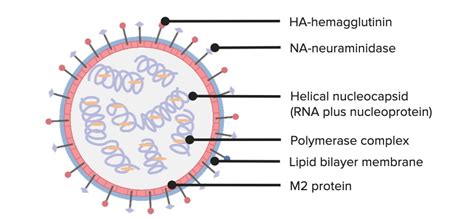 Influenza Virus Structure
