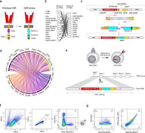 Combining Modular Domain Shuffling And Genome Editing To Express A