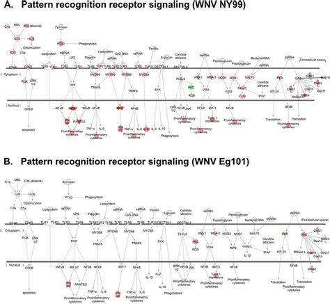 Pathway Analysis For Pattern Recognition Receptor Signaling Genes