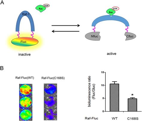 Noninvasive Imaging Of Ras Activity By Monomolecular Biosensor Based On