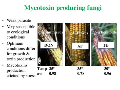 Prevalence Of Aflatoxin Along The Maize Value Chain In Kenya