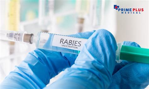 Rabies Disease In Bali Prime Plus Medical
