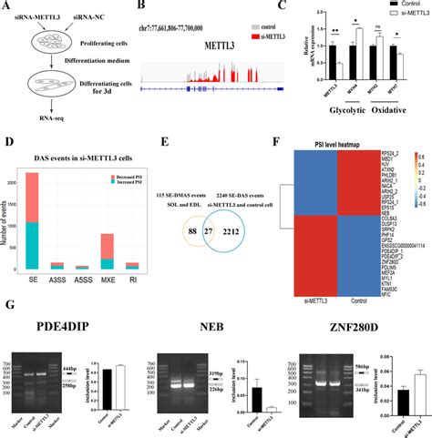 Mettl3 Mediated M6a Regulates Alternative Splicing Of Genes Functioning