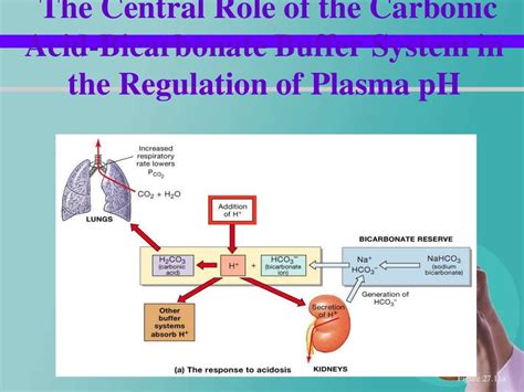 buffer system