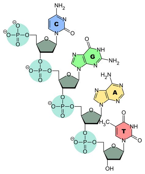 Dna And Rna — Structure And Function Expii