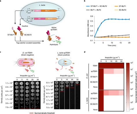 A Heterodimeric β Lactamase Sptem1 System For The Extracellular