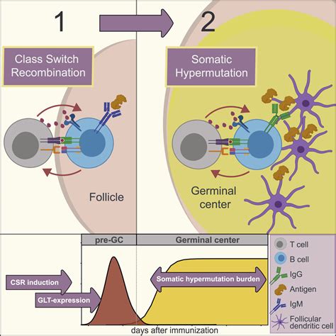 Class Switch Recombination Occurs Infrequently In Germinal Centers