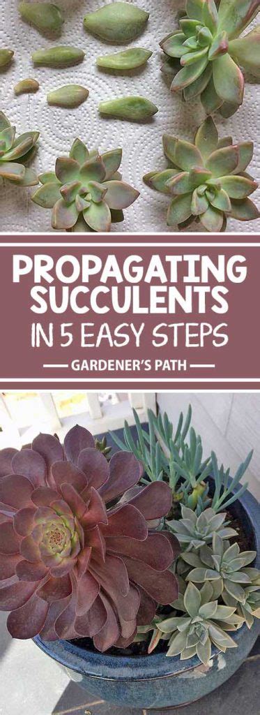 Propagating Succulents In 5 Easy Steps Gardeners Path