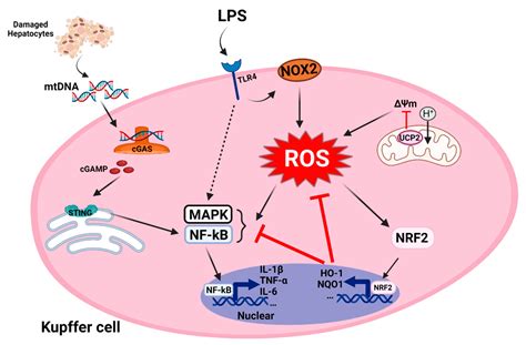 Antioxidants Free Full Text Oxidative Stress Is A Key Modulator In