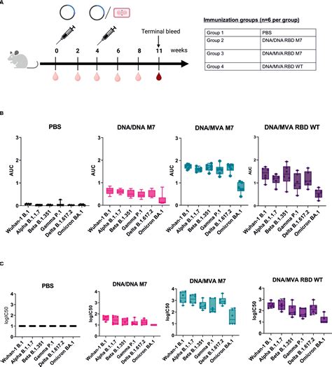 Frontiers Glycan Masking Of A Non Neutralising Epitope Enhances