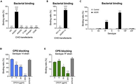 Functional Validation Of The Cps Receptor Asgr A Binding Of Serotype