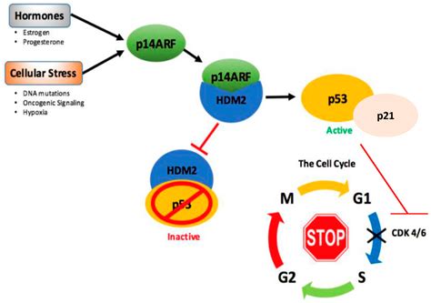 Cancers Free Full Text The Roles Of P53 In Mitochondrial Dynamics